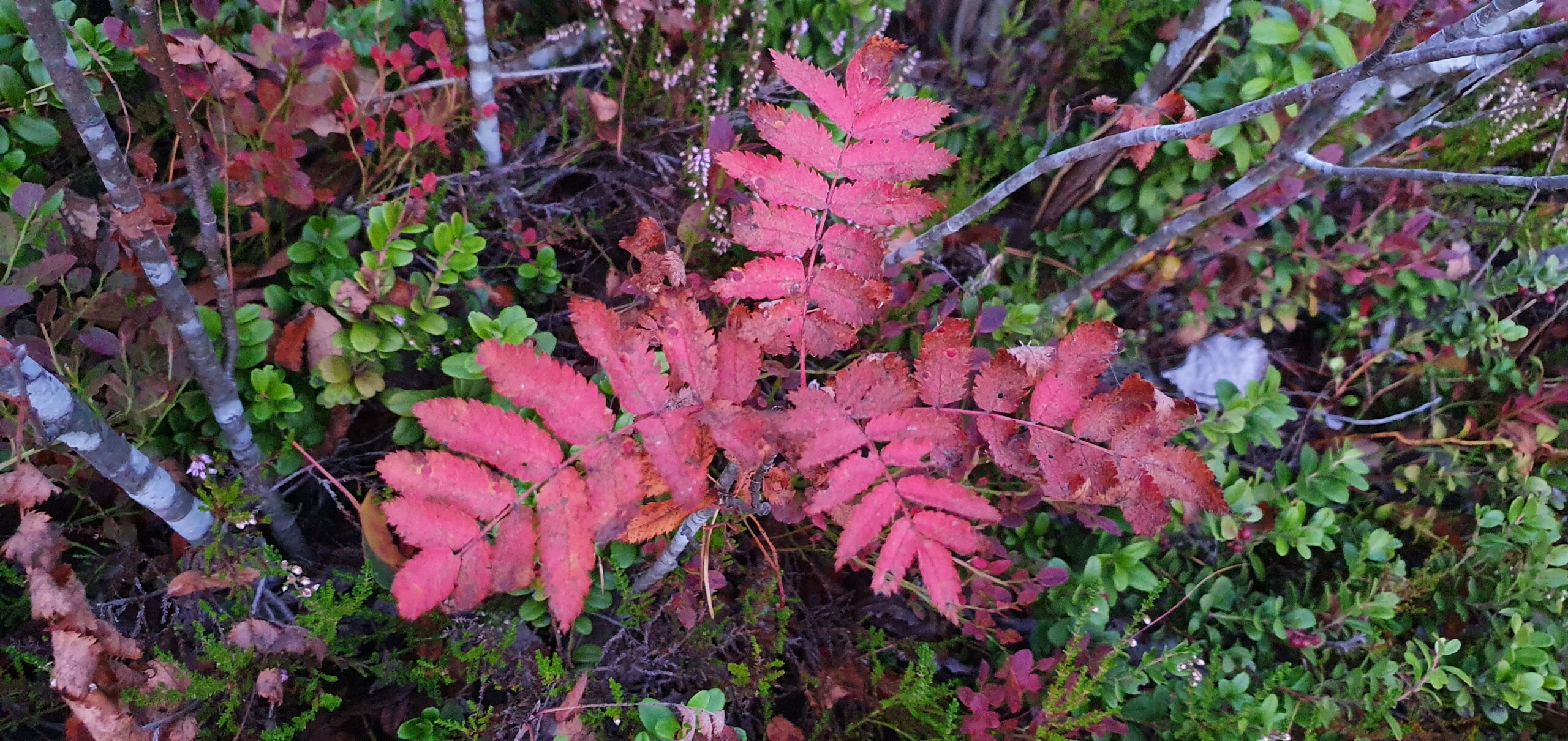Puut henkisinä opettajina - Universumin Voima